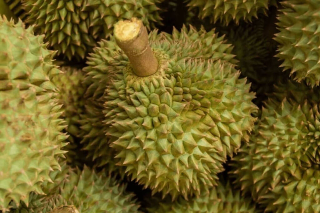 Malaysia Musang King Durian, The Durian King, Mao Shan Wang