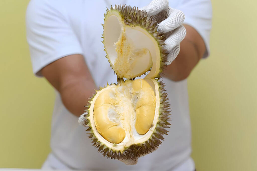 Durian Tekka- Musang Queen: Origin, Taste, and Unique Features